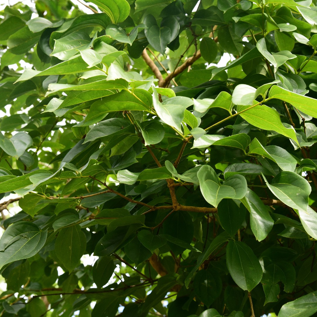 Strychnos Flower, Leaf, Care, Uses - PictureThis