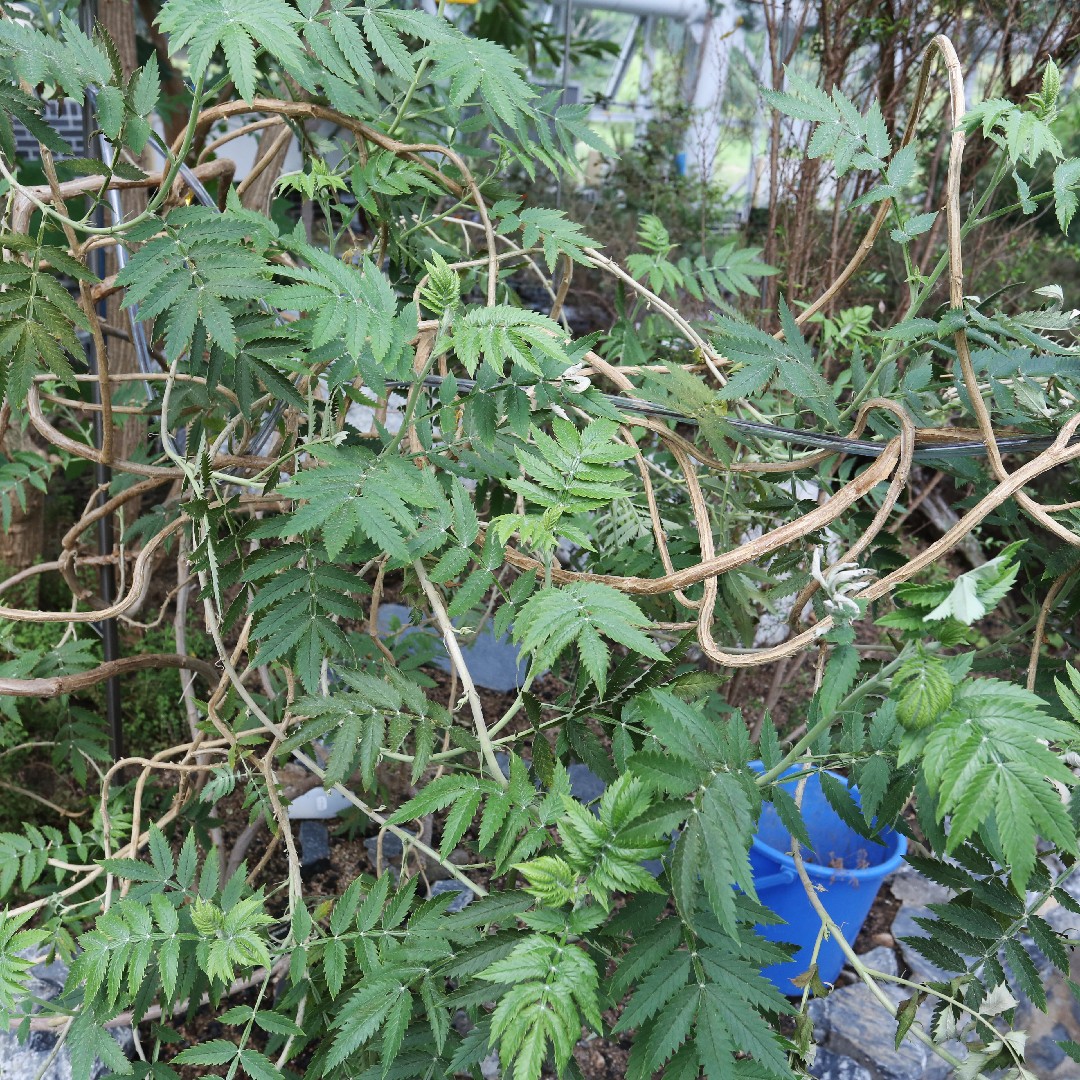 Honey flowers (Melianthus) Flower, Leaf, Care, Uses - PictureThis