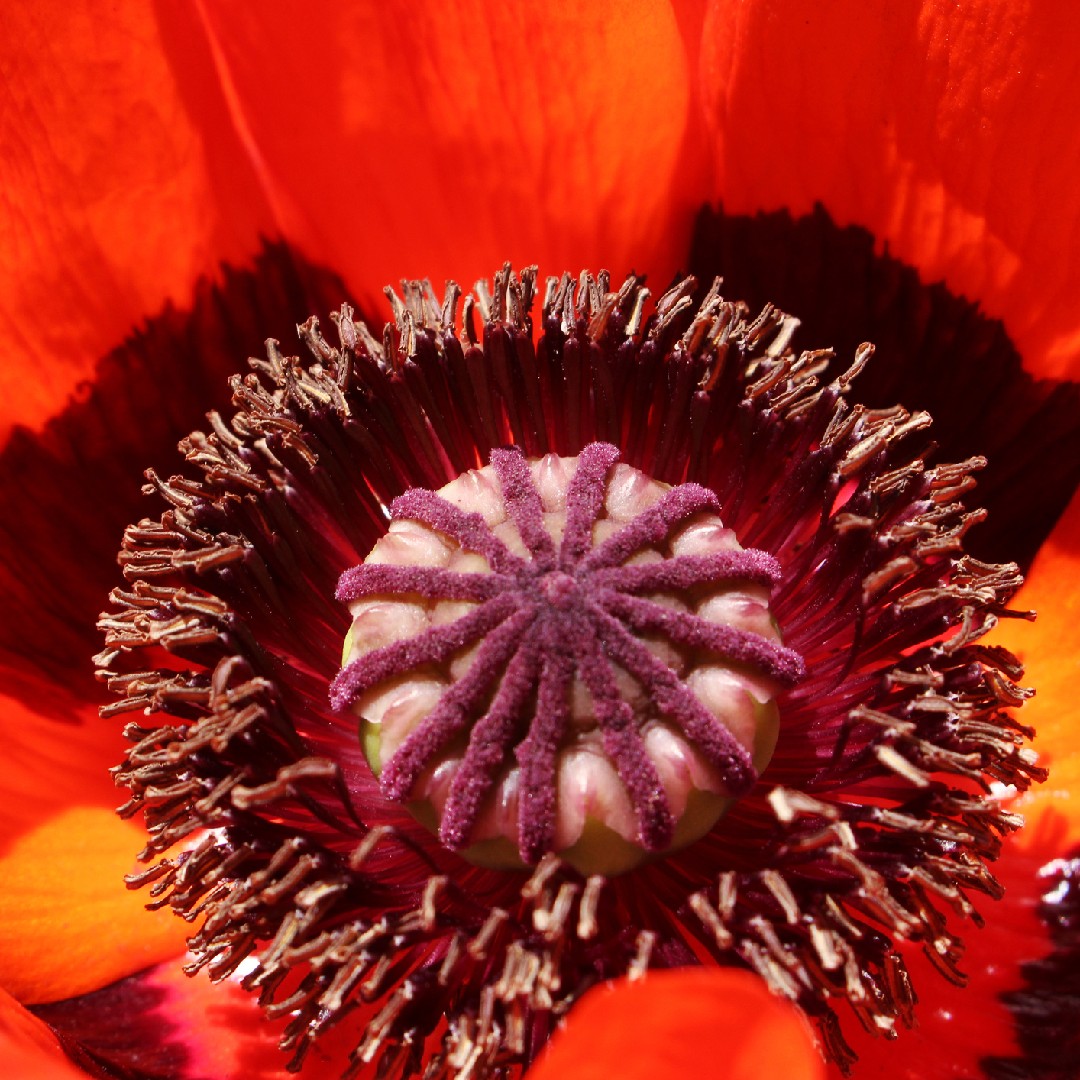 Red Poppies Photographs