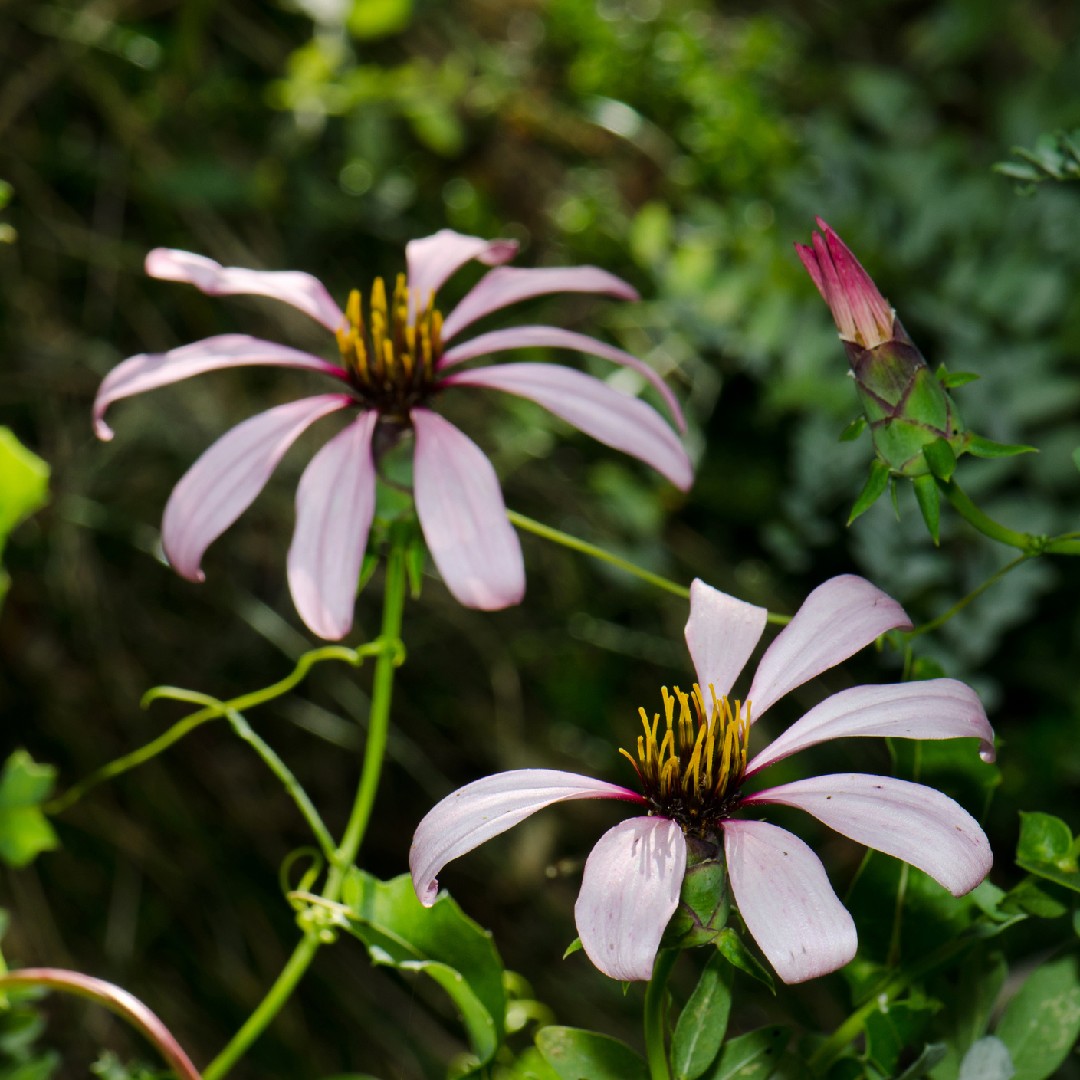 Mutisia Flower, Leaf, Care, Uses - PictureThis