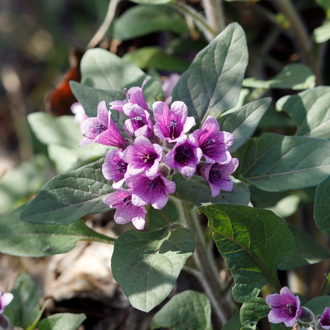 Physochlaina Flower, Leaf, Care, Uses - PictureThis