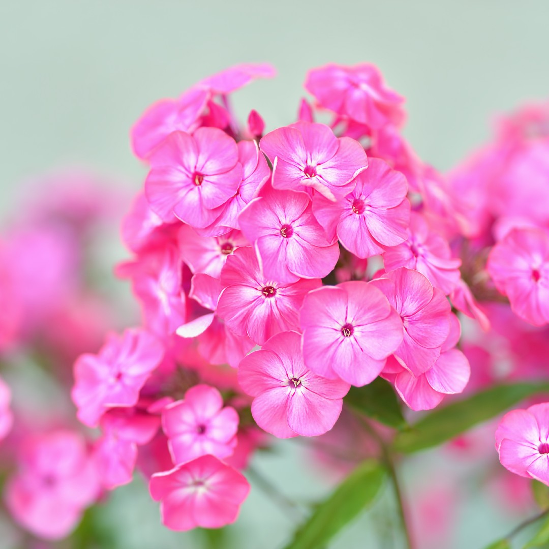 クサキョウチクトウ属 (Phlox) 花言葉，毒性，よくある質問 - PictureThis