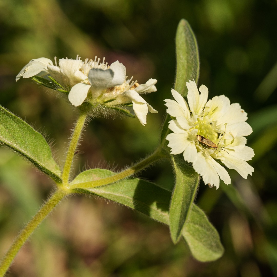 Lomelosia Care (Watering, Fertilize, Pruning, Propagation) - PictureThis