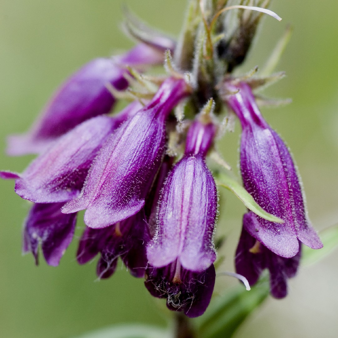 Penstemon whippleanus - PictureThis