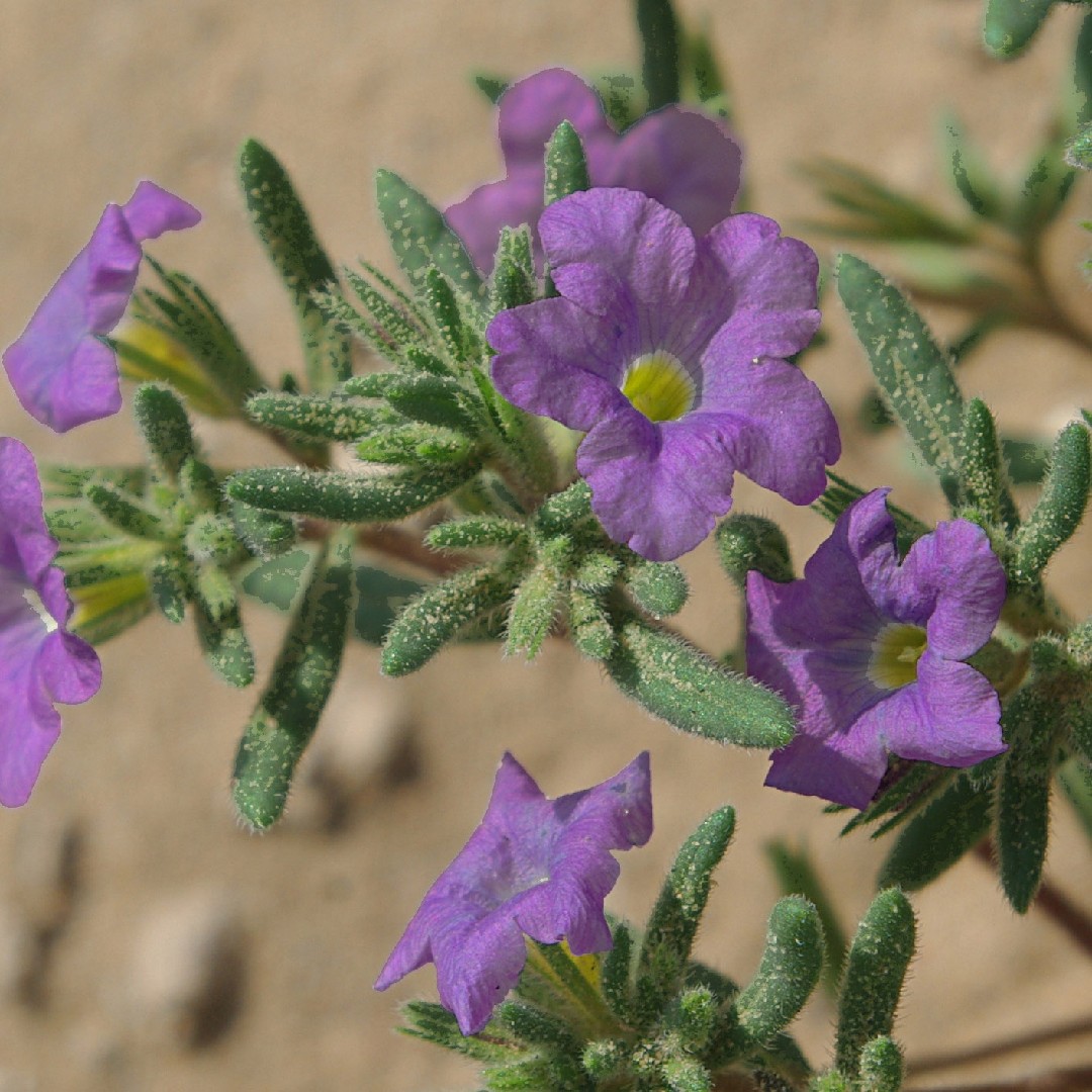 Nama Flower, Leaf, Care, Uses - PictureThis