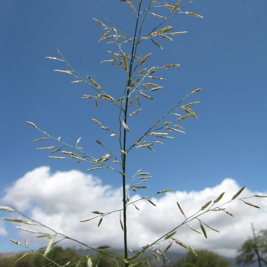 Eragrostis pectinacea - PictureThis