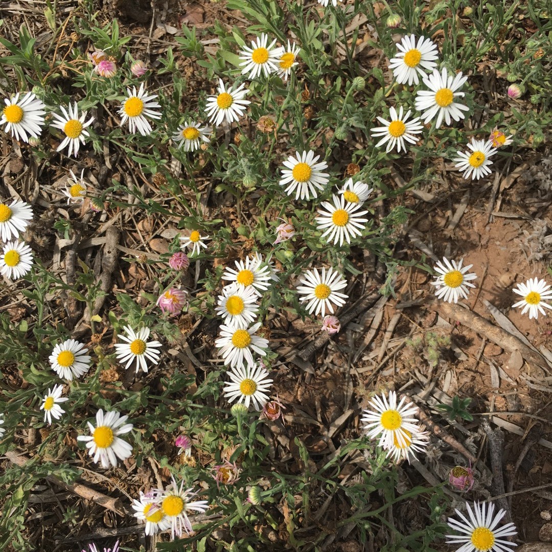 Aphanostephus ramosissimus Flower, Leaf, Care, Uses - PictureThis
