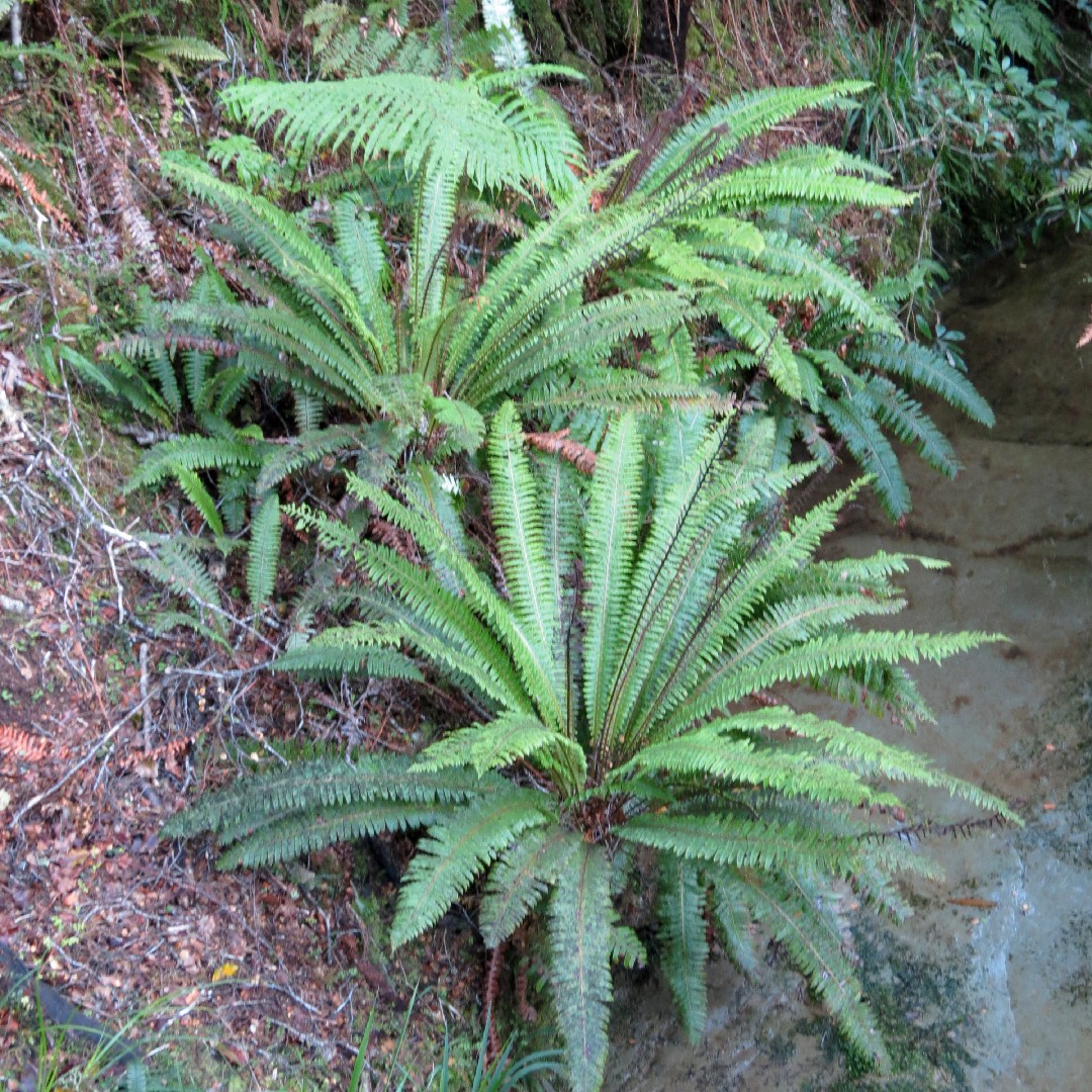 Lomaria discolor - PictureThis
