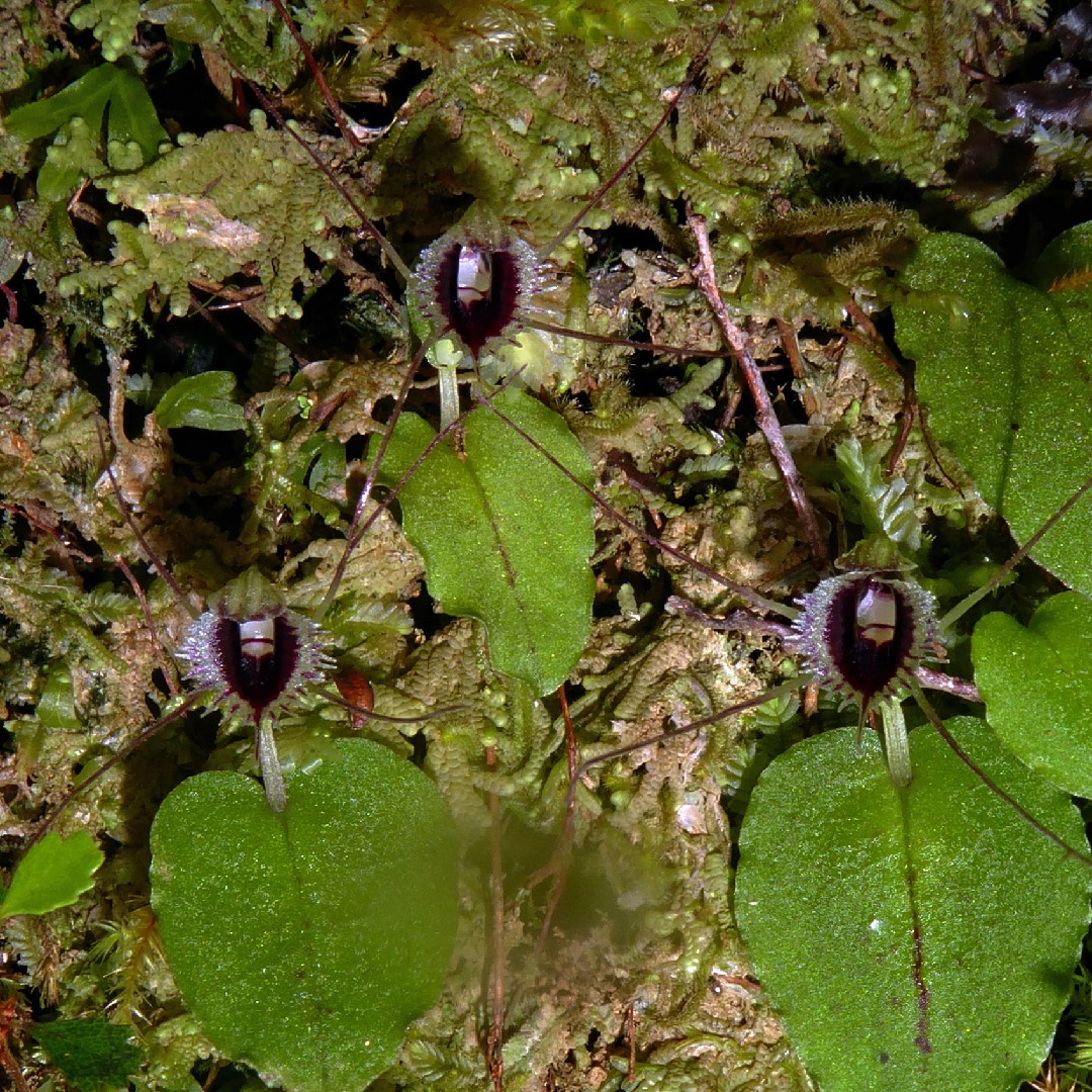 Helmet orchid (Corybas) Flower, Leaf, Care, Uses - PictureThis