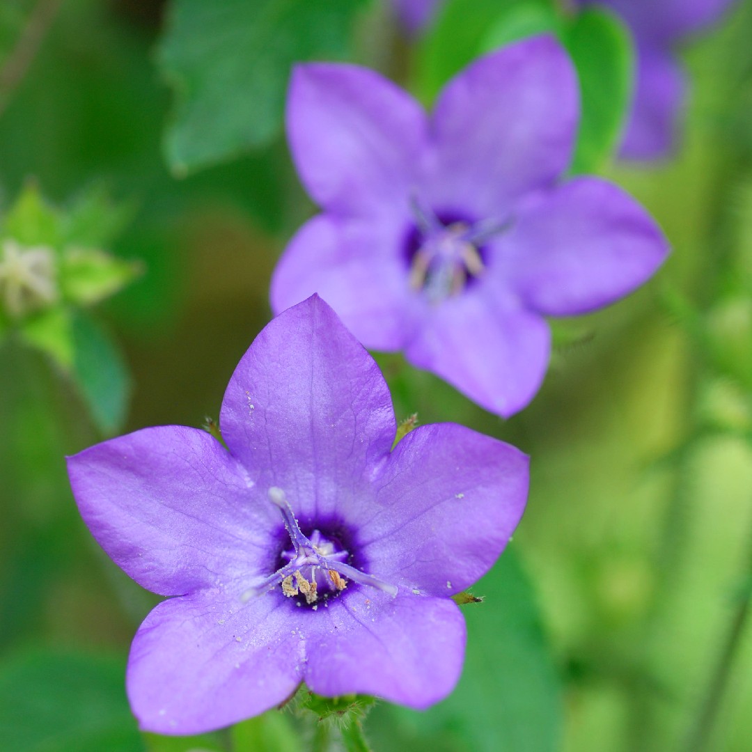 Spanish bellflower (Campanula primulifolia) Flower, Leaf, Care, Uses ...