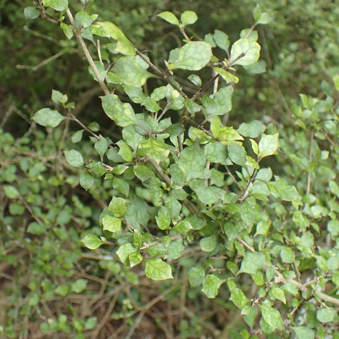 Coprosma areolata 花言葉，毒性，よくある質問 - PictureThis