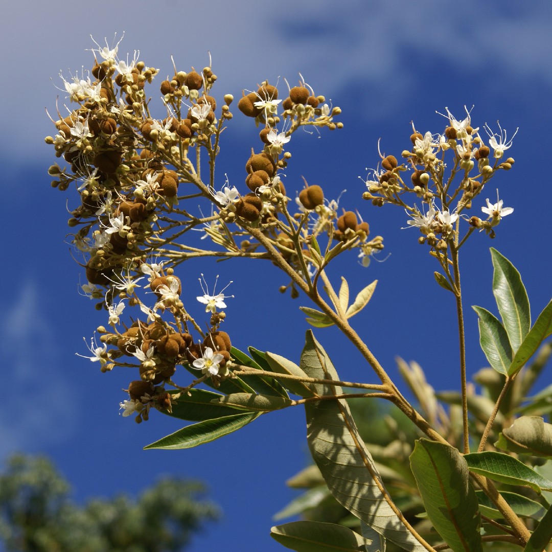 Cossinia - PictureThis