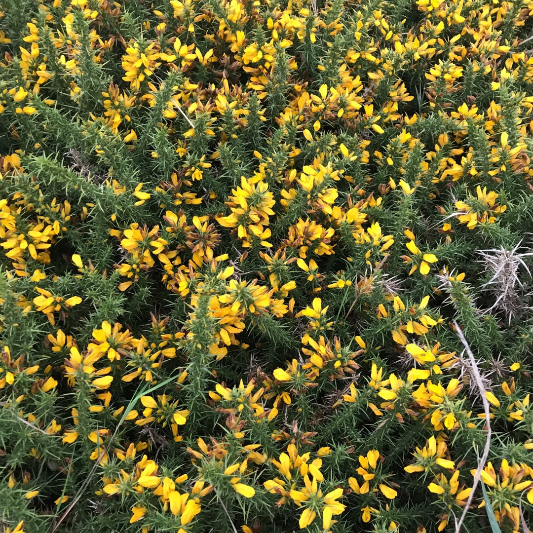 Tojos (Ulex) - PictureThis