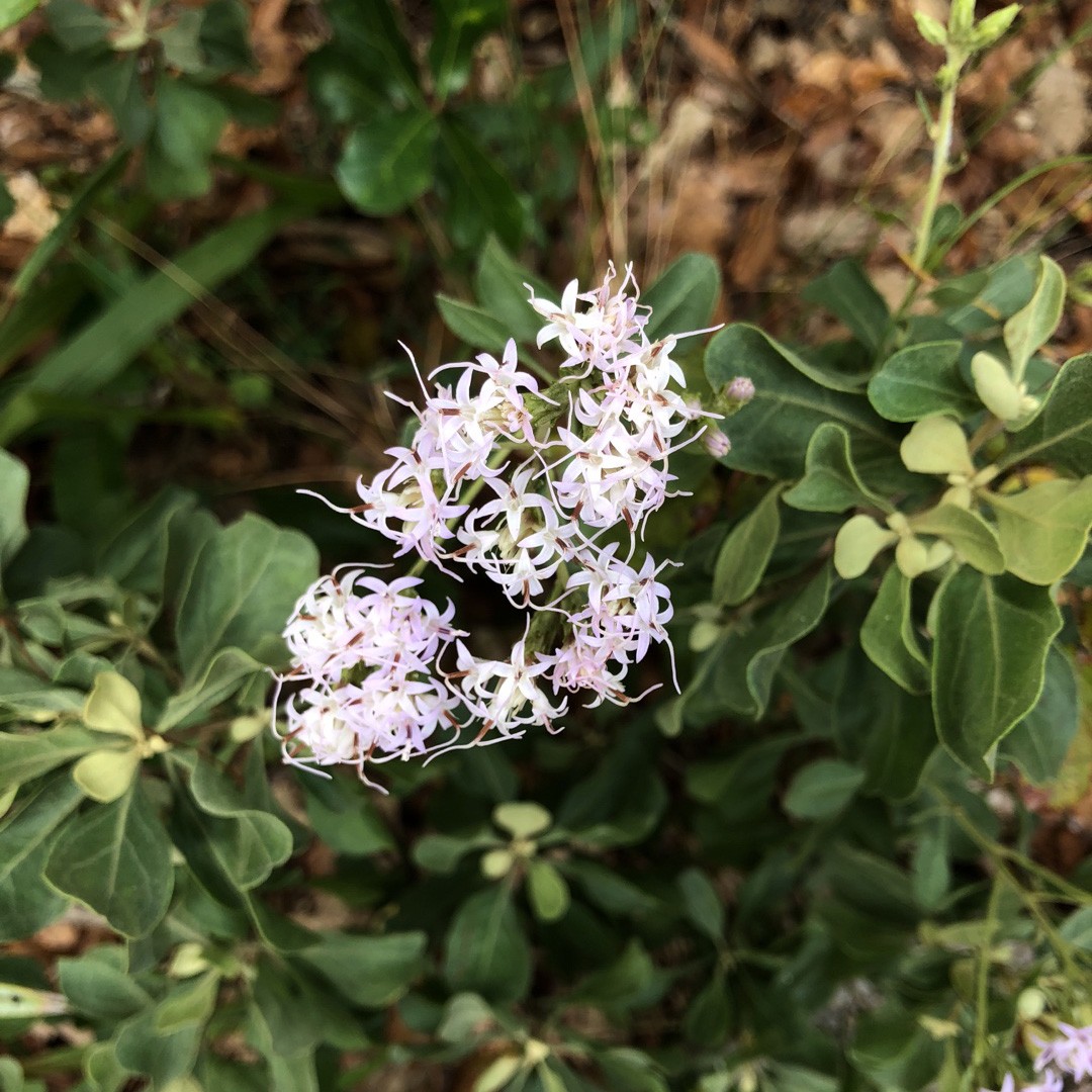 Garberia heterophylla - PictureThis