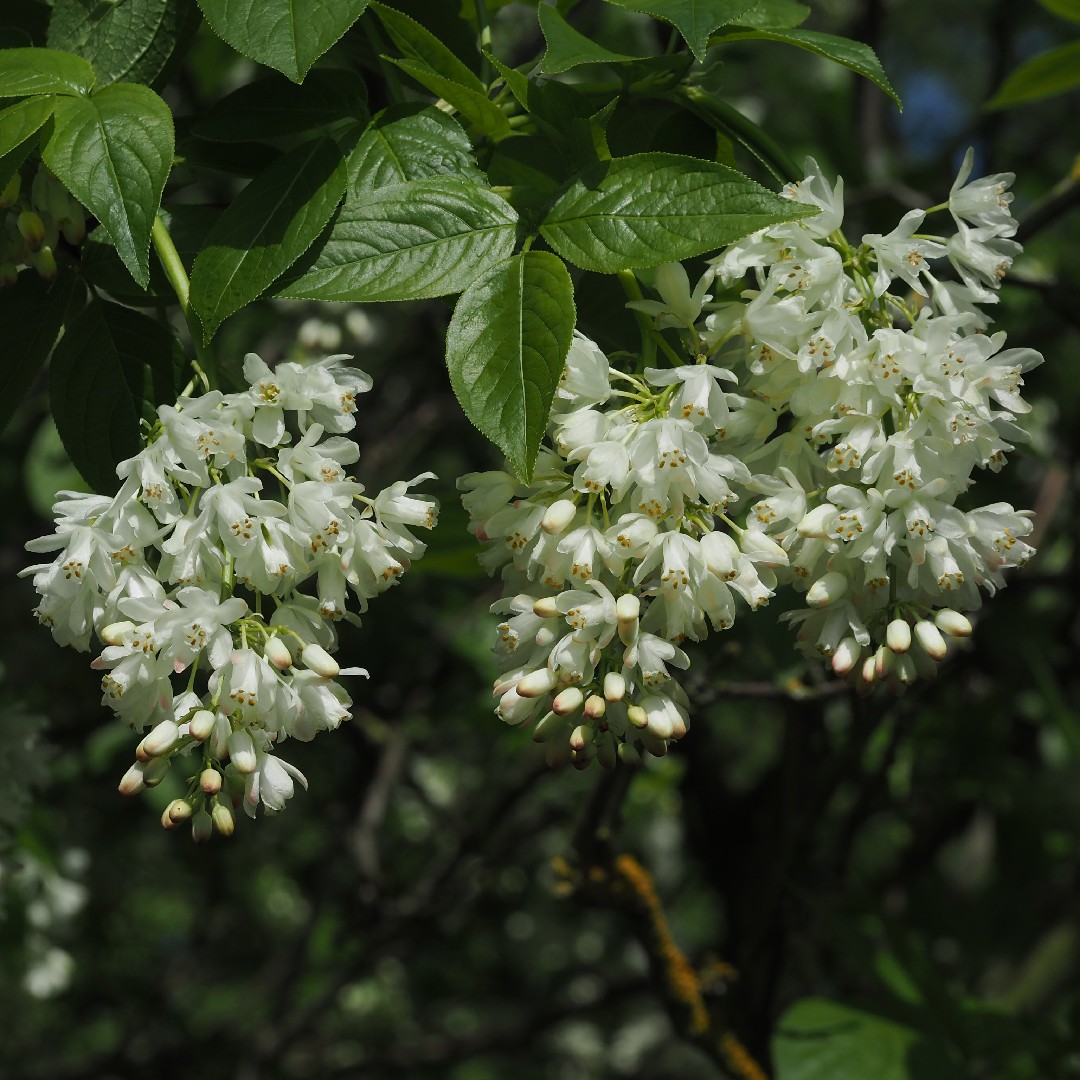 Cólquida piñón de vejiga (Staphylea colchica) - PictureThis