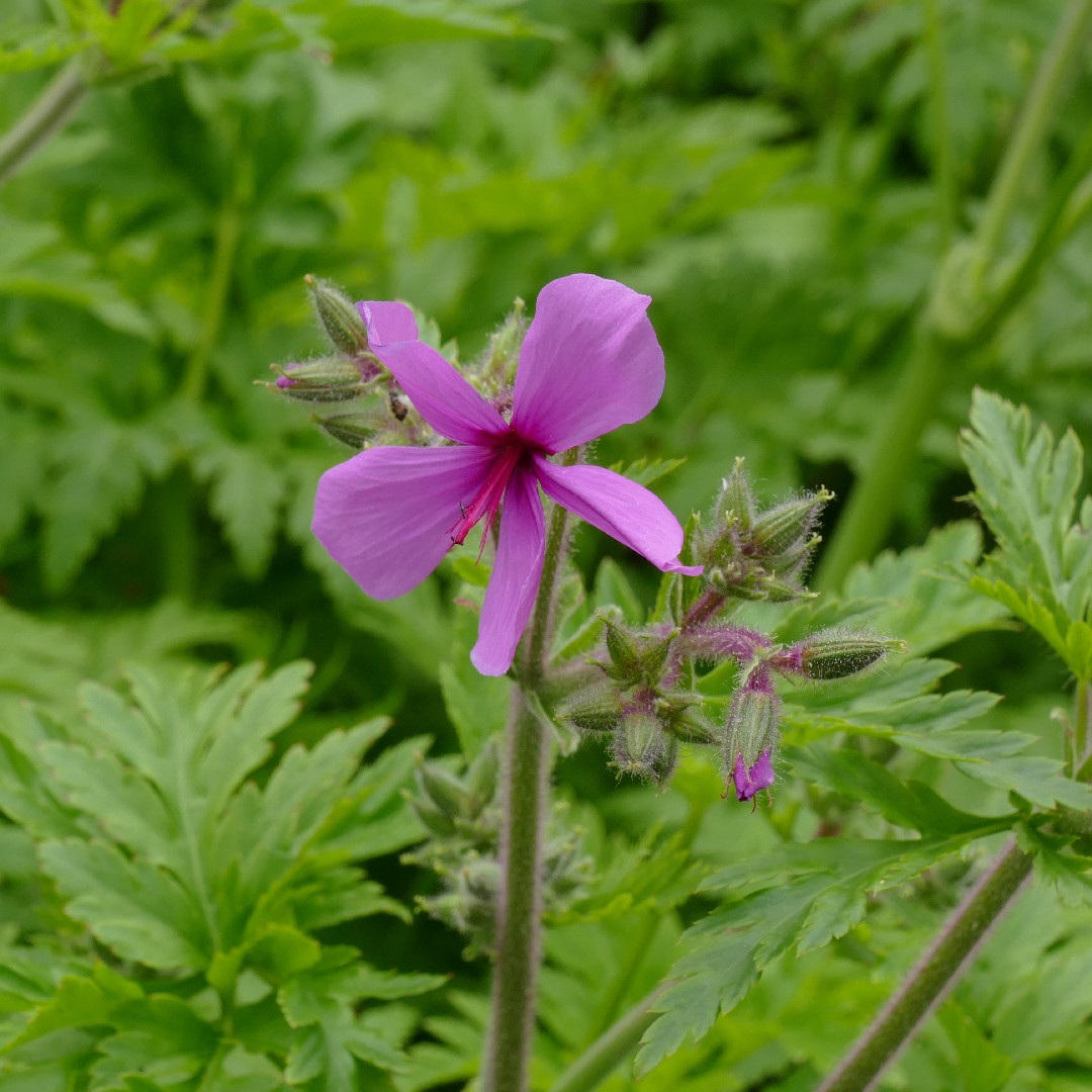 쥐손이풀속 (Geranium) - PictureThis