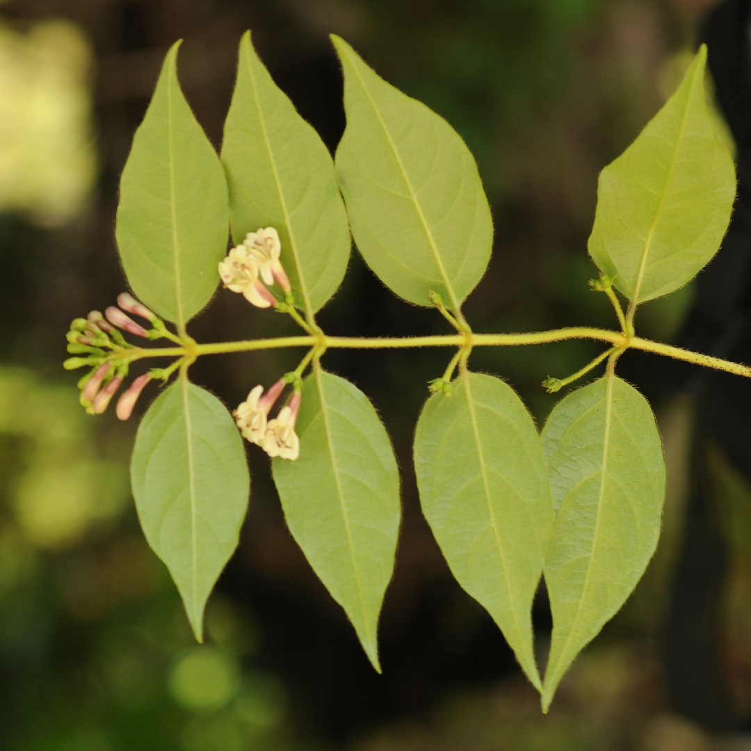 Lonicera acuminata - PictureThis