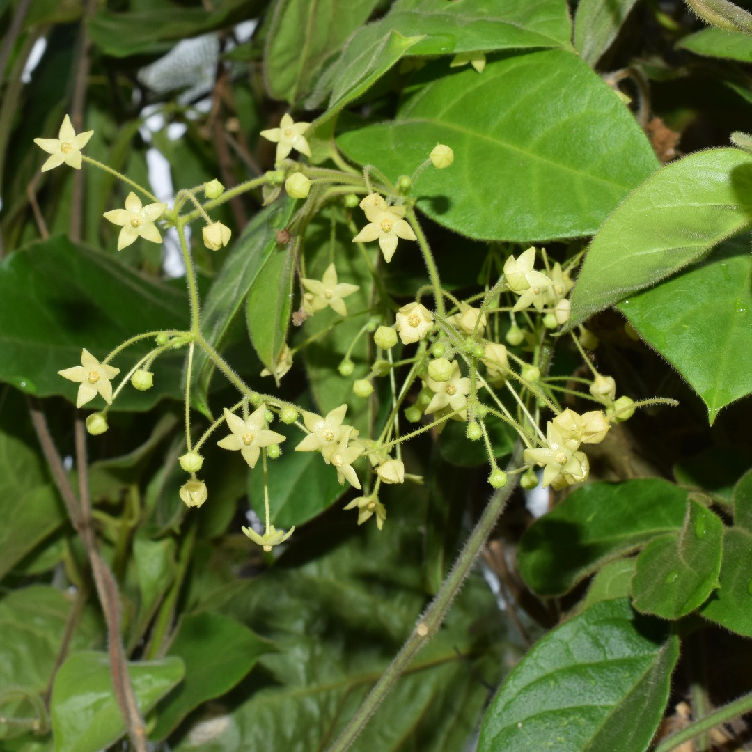 Tylophora ovata - PictureThis