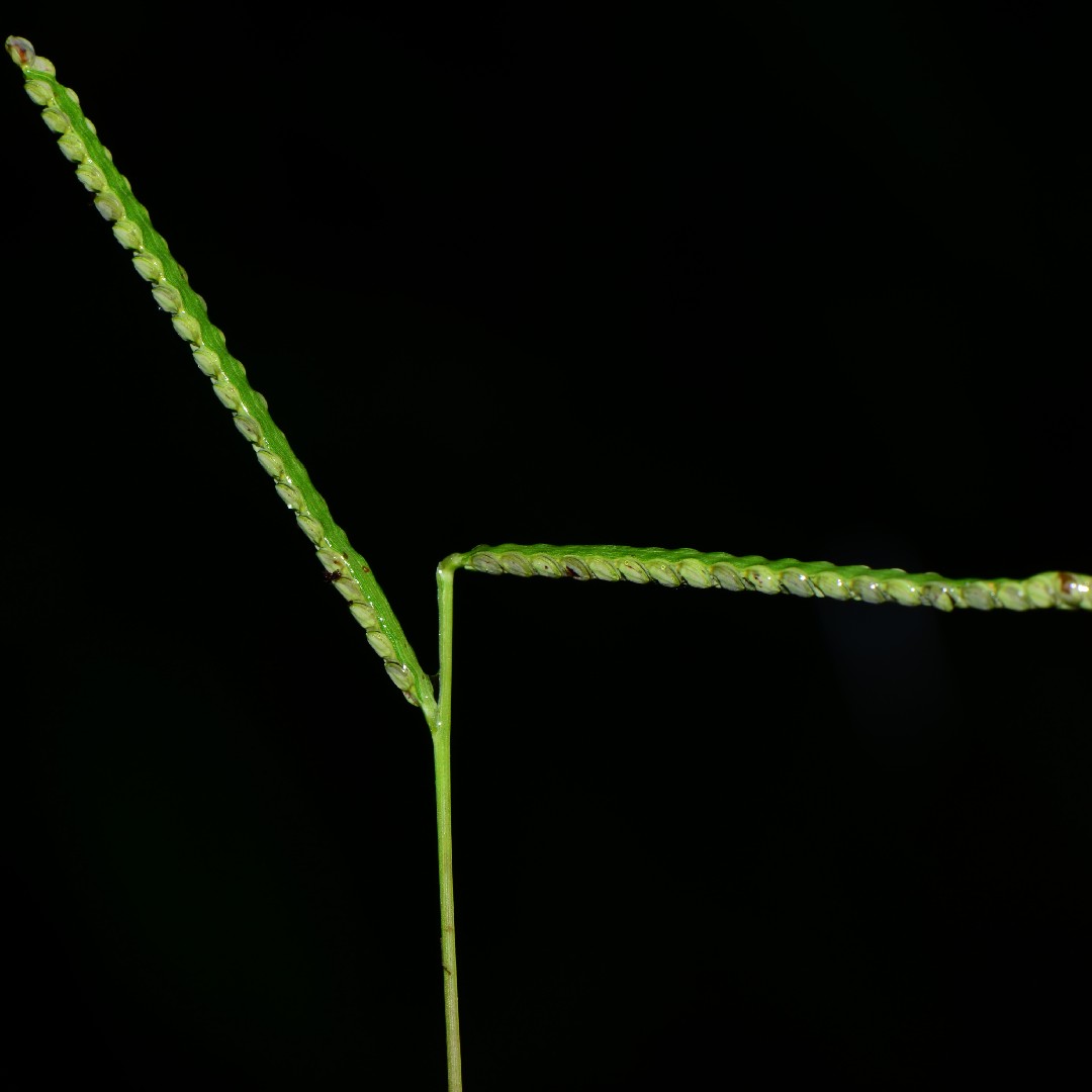 Paspalum Flower, Leaf, Care, Uses - PictureThis