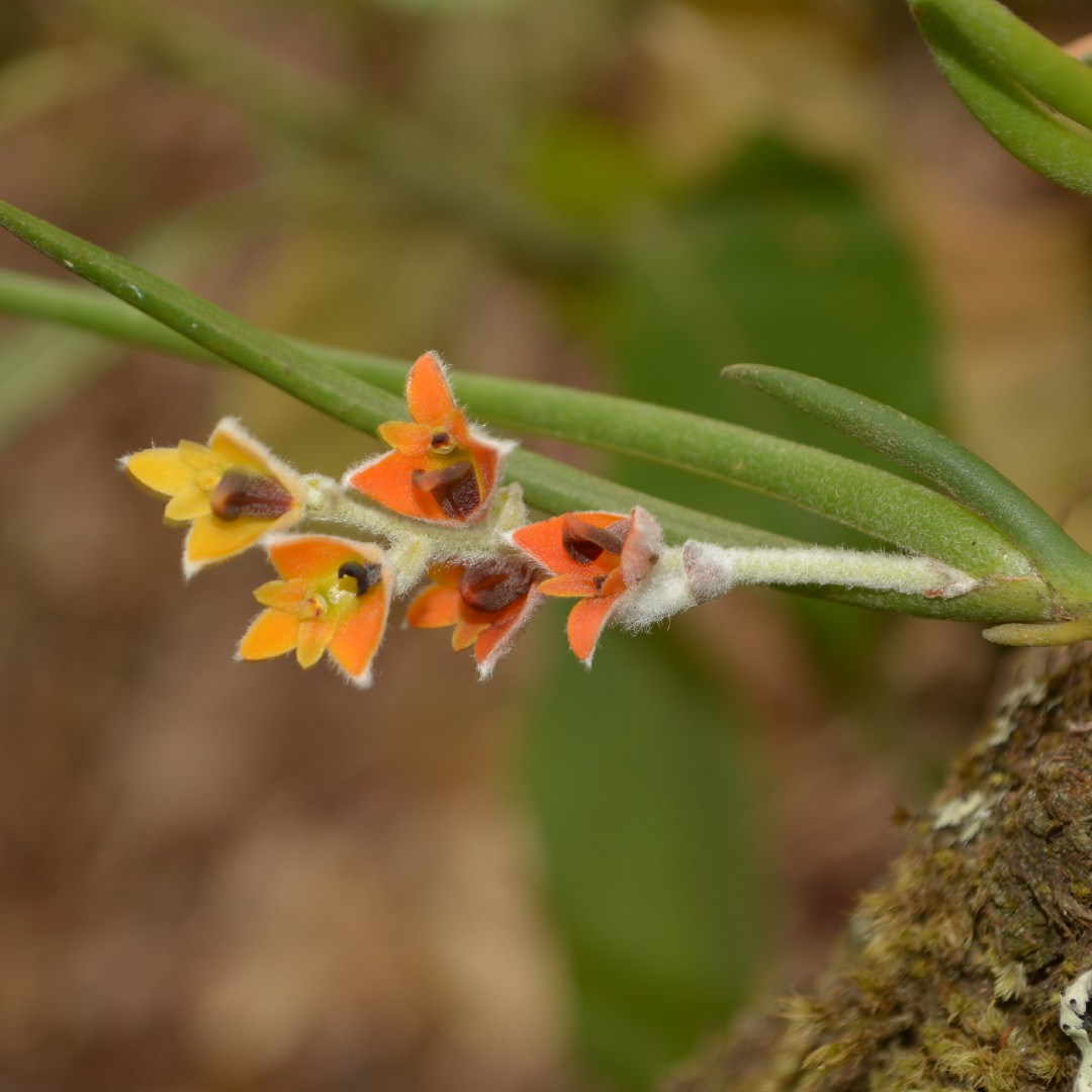 Mycaranthes - PictureThis