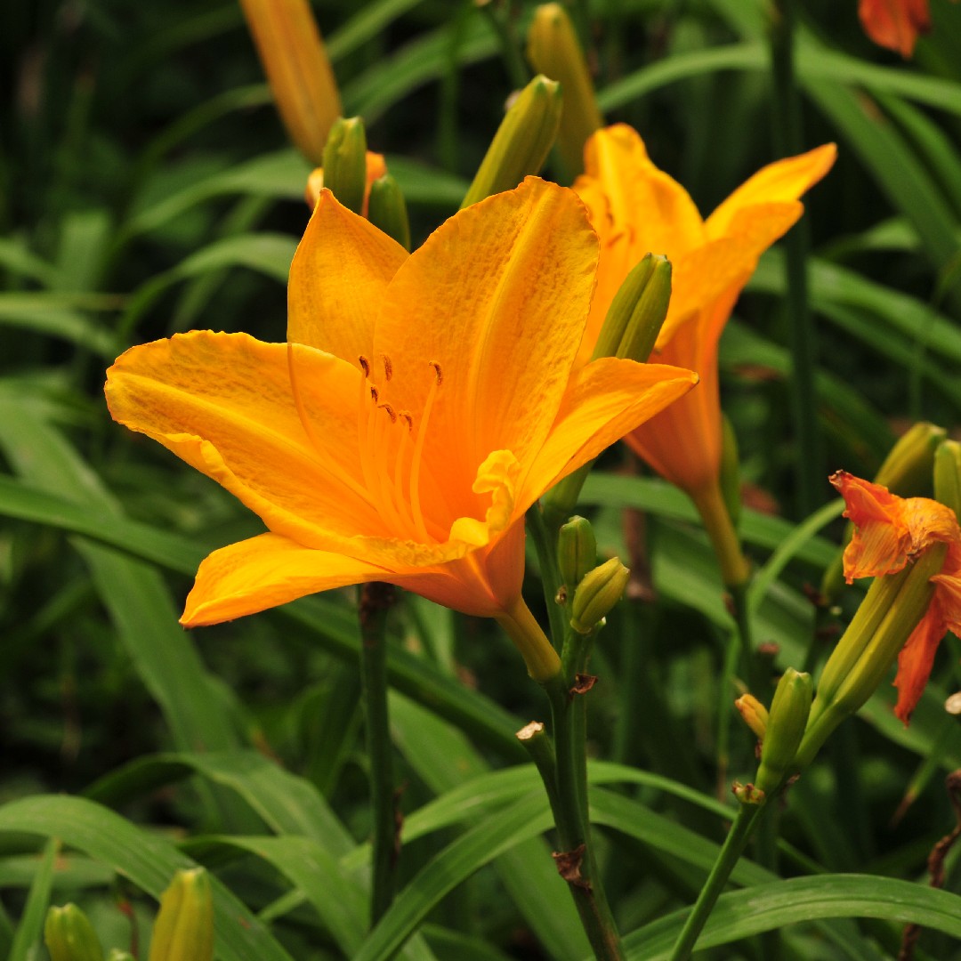 Hemerocallis fulva var. fulva - PictureThis