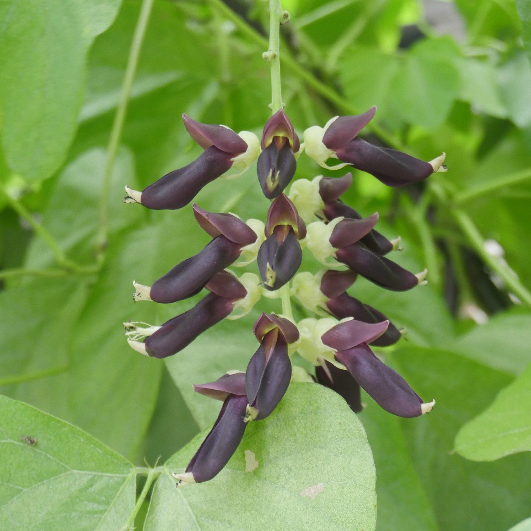 Deer-eye beans Care (Watering, Fertilize, Pruning, Propagation ...