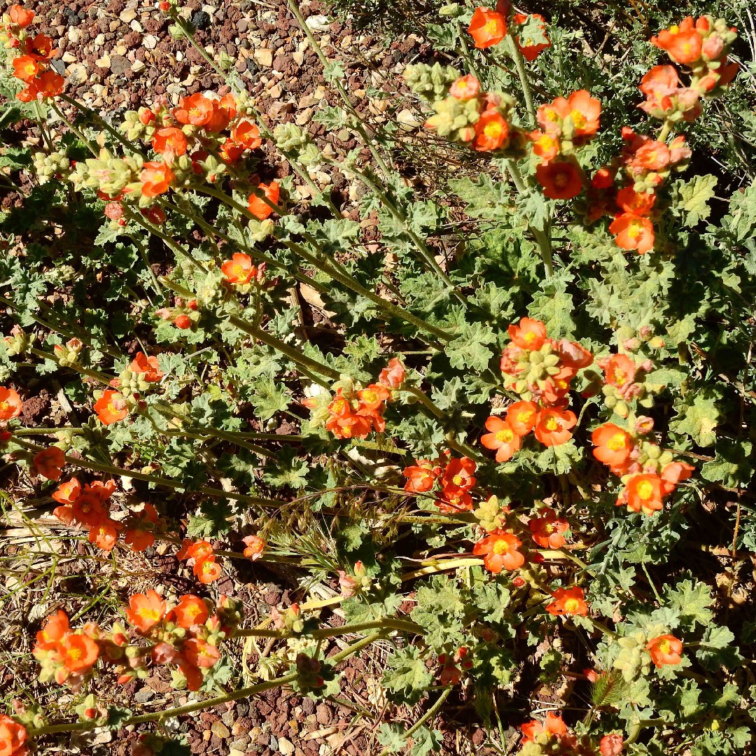 Sphaeralcea grossulariifolia - PictureThis