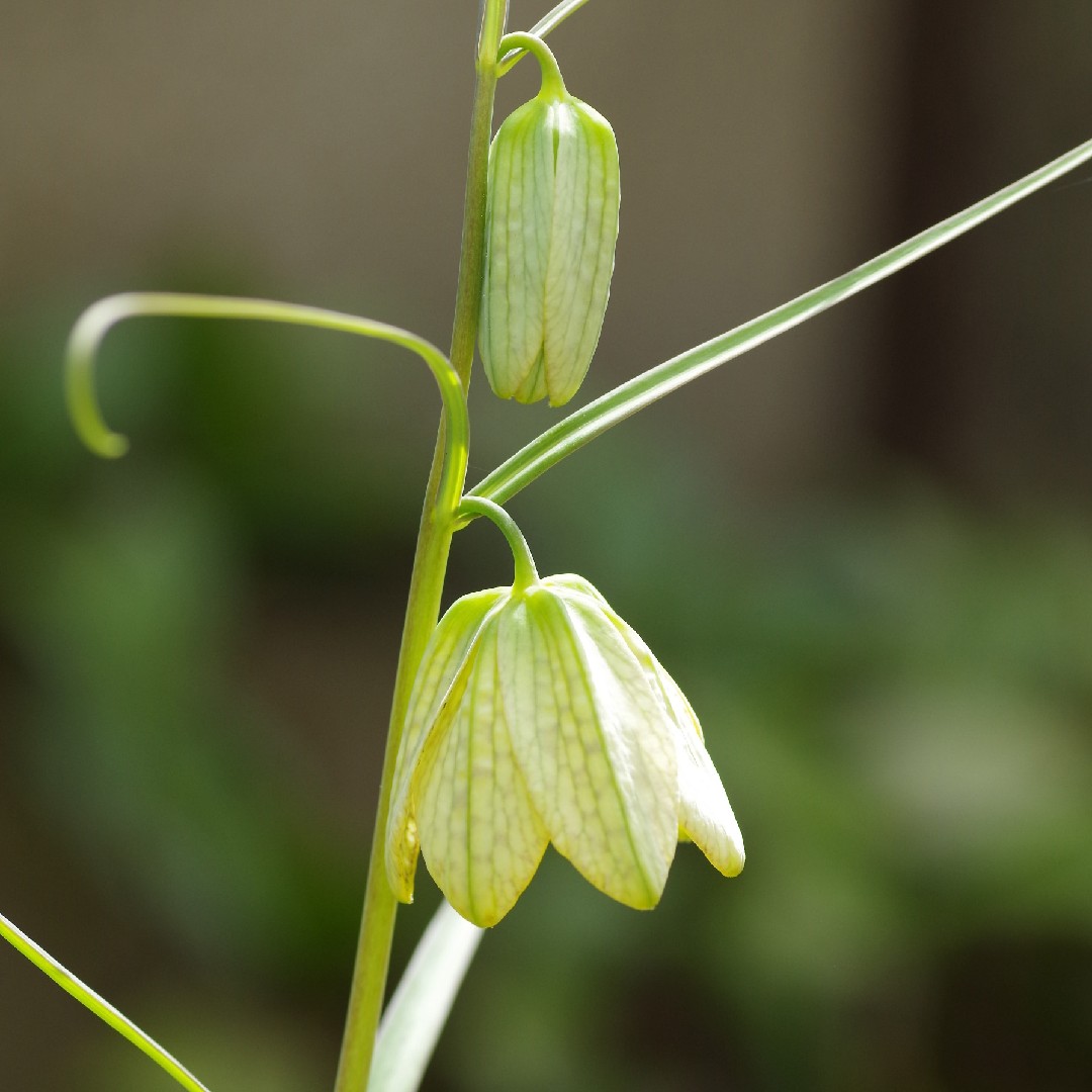 Fritillaria - PictureThis