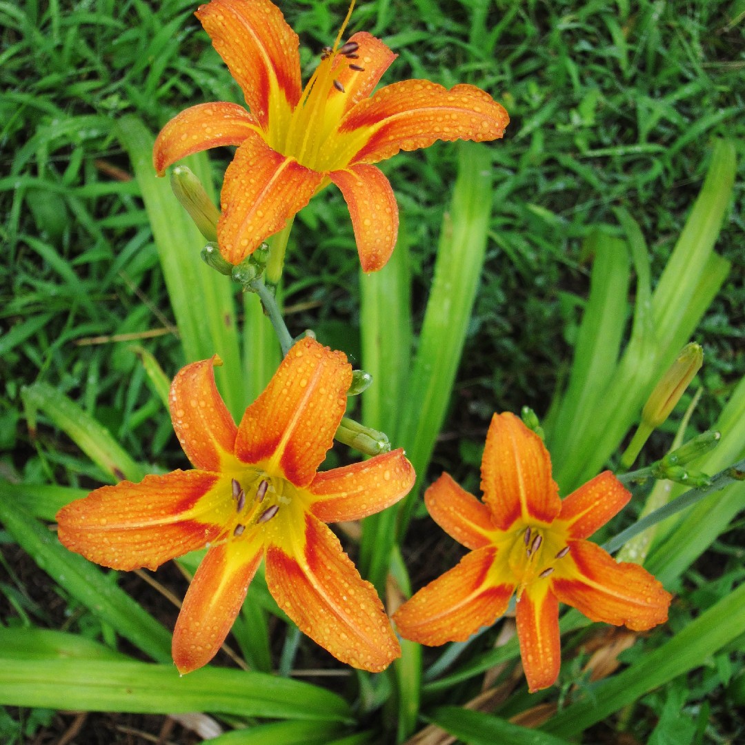 Orange daylily Care (Watering, Fertilize, Pruning, Propagation ...