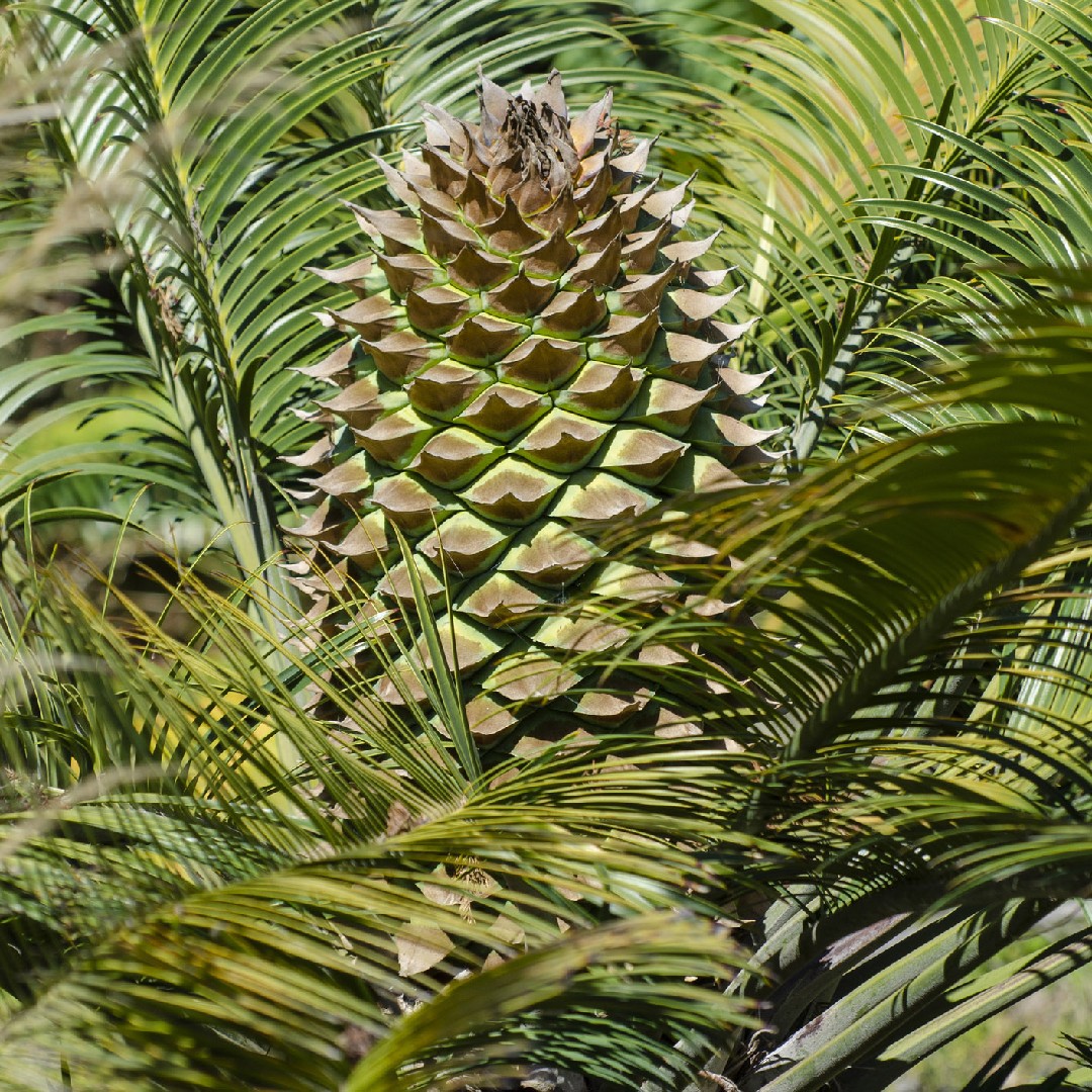 Lepidozamia peroffskyana - PictureThis
