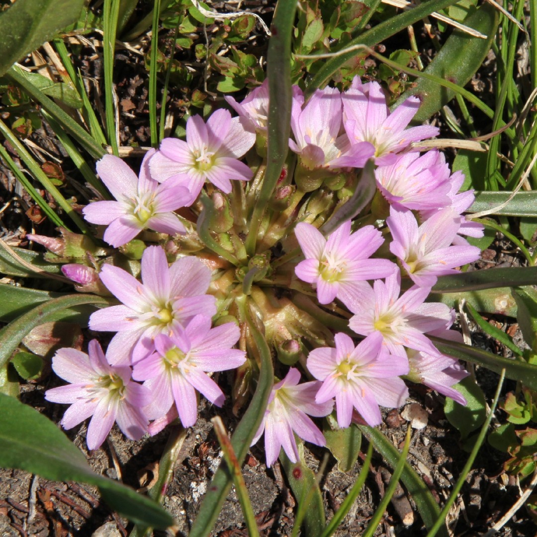 Lewisia (Lewisia) Flower, Leaf, Care, Uses - PictureThis
