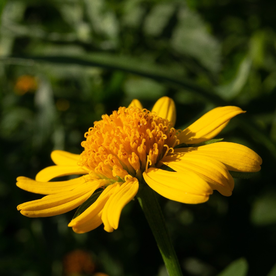 Pascalia Care (Watering, Fertilize, Pruning, Propagation) - PictureThis