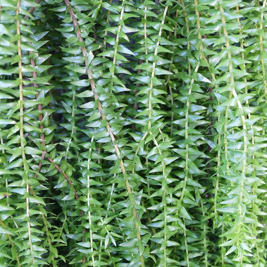 Phlegmariurus - PictureThis