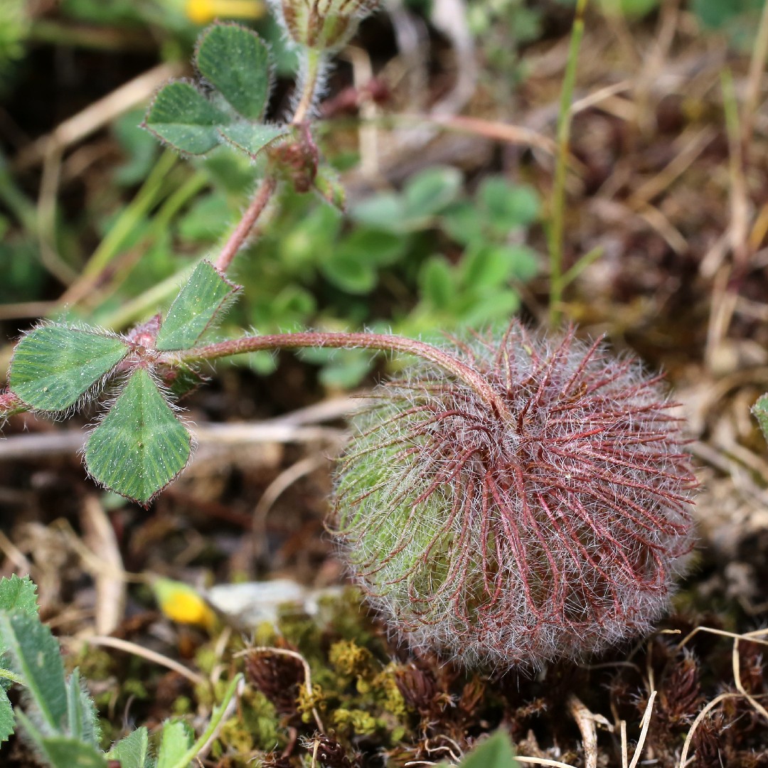 Trevos (Trifolium) - PictureThis