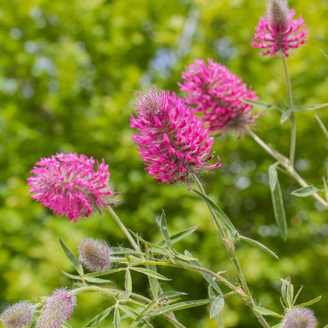 Purple clover (Trifolium purpureum) Flower, Leaf, Care, Uses - PictureThis