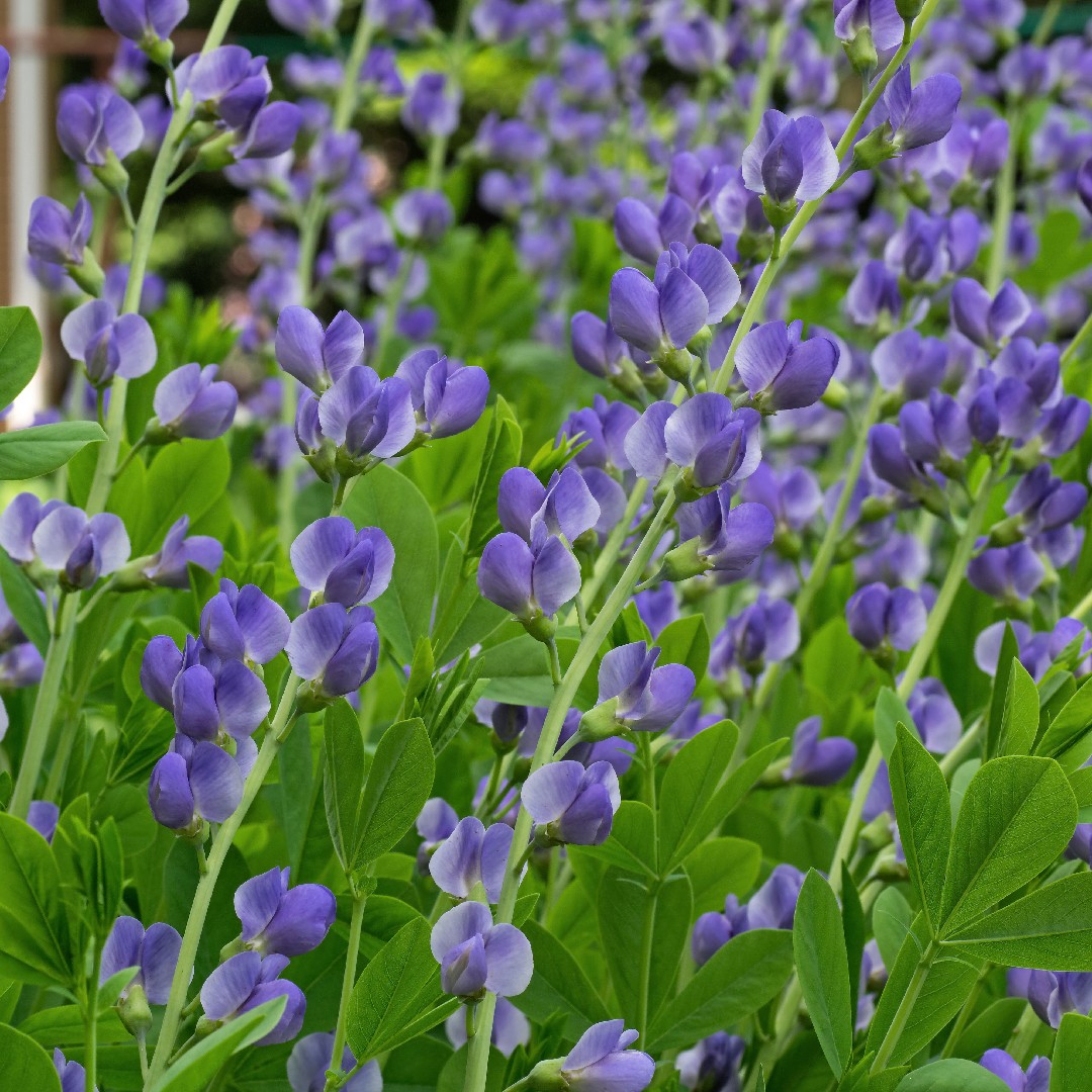 Baptisia - PictureThis
