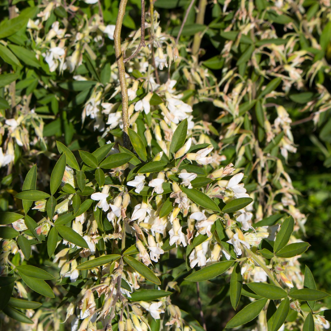 Tree lucerne (Cytisus proliferus) Flower, Leaf, Care, Uses - PictureThis