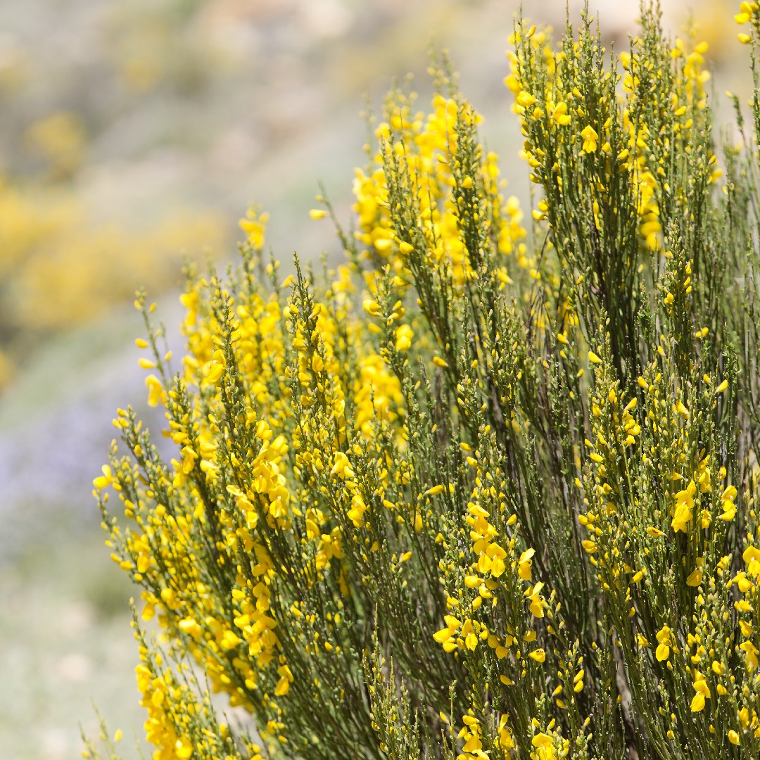 Genista cinerea - PictureThis