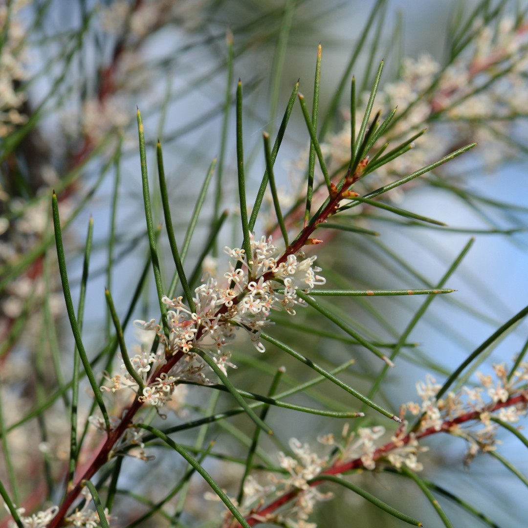 When does silky hakea bloom? - PictureThis