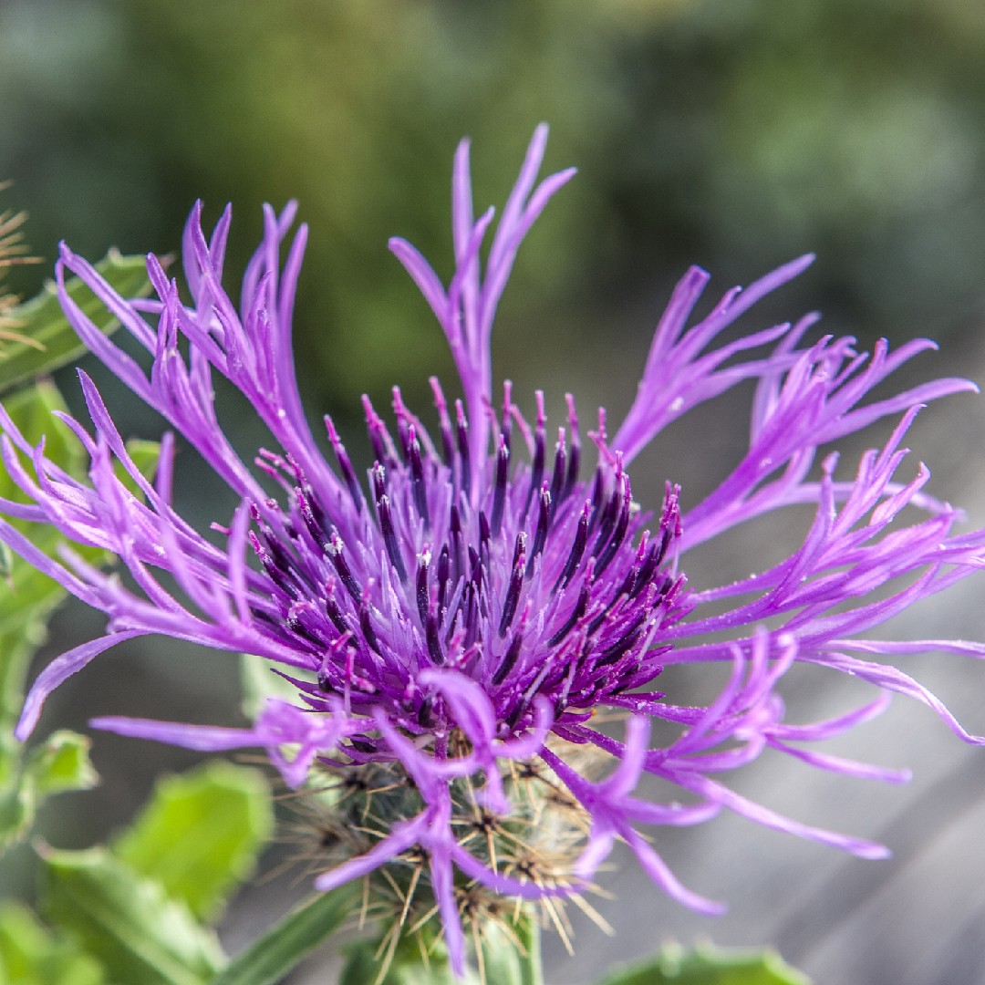 Rough star thistle (Centaurea sphaerocephala) Flower, Leaf, Care, Uses ...