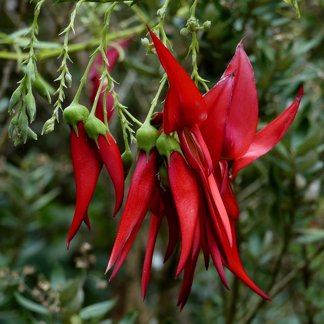 Glory pea Care (Watering, Fertilize, Pruning, Propagation) - PictureThis