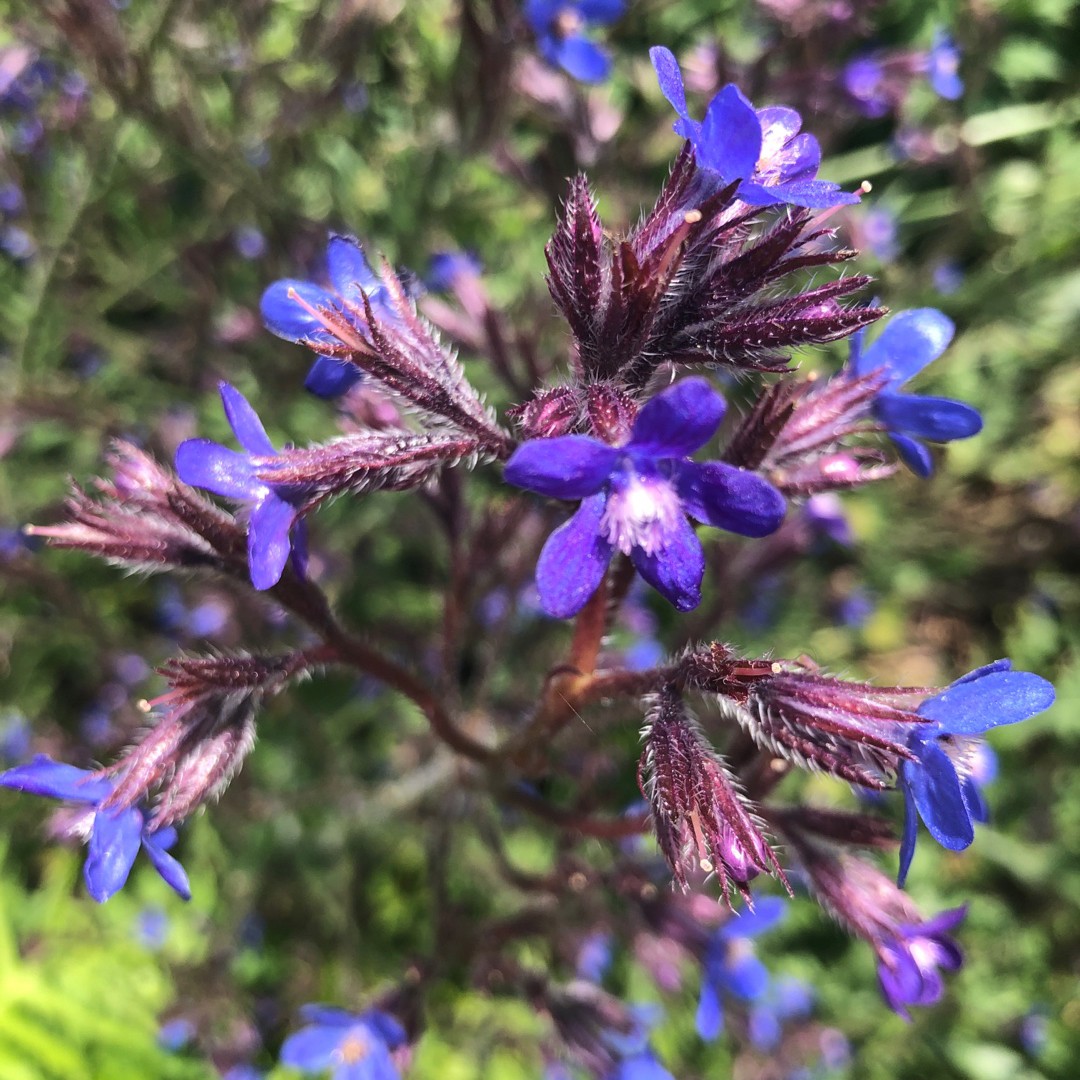 Anchusa azurea 'Loddon Royalist' - PictureThis