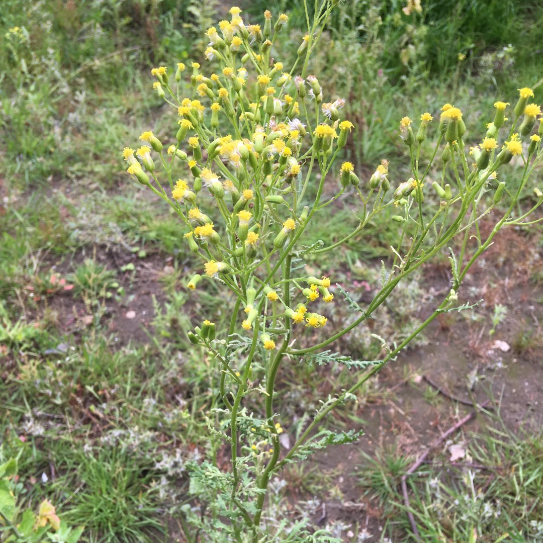 Mountain groundsel (Senecio sylvaticus) Flower, Leaf, Care, Uses ...