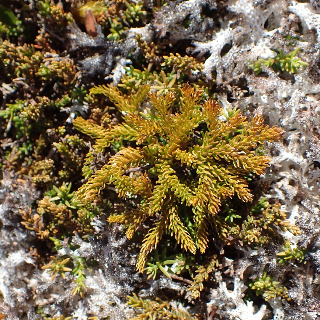 Austrolycopodium - PictureThis