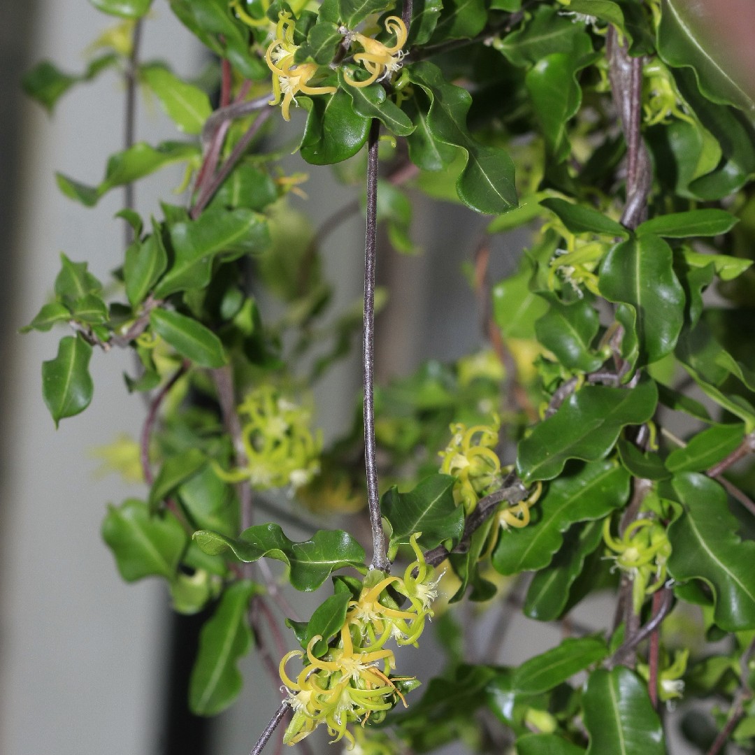 PictureThis - Fockea edulis