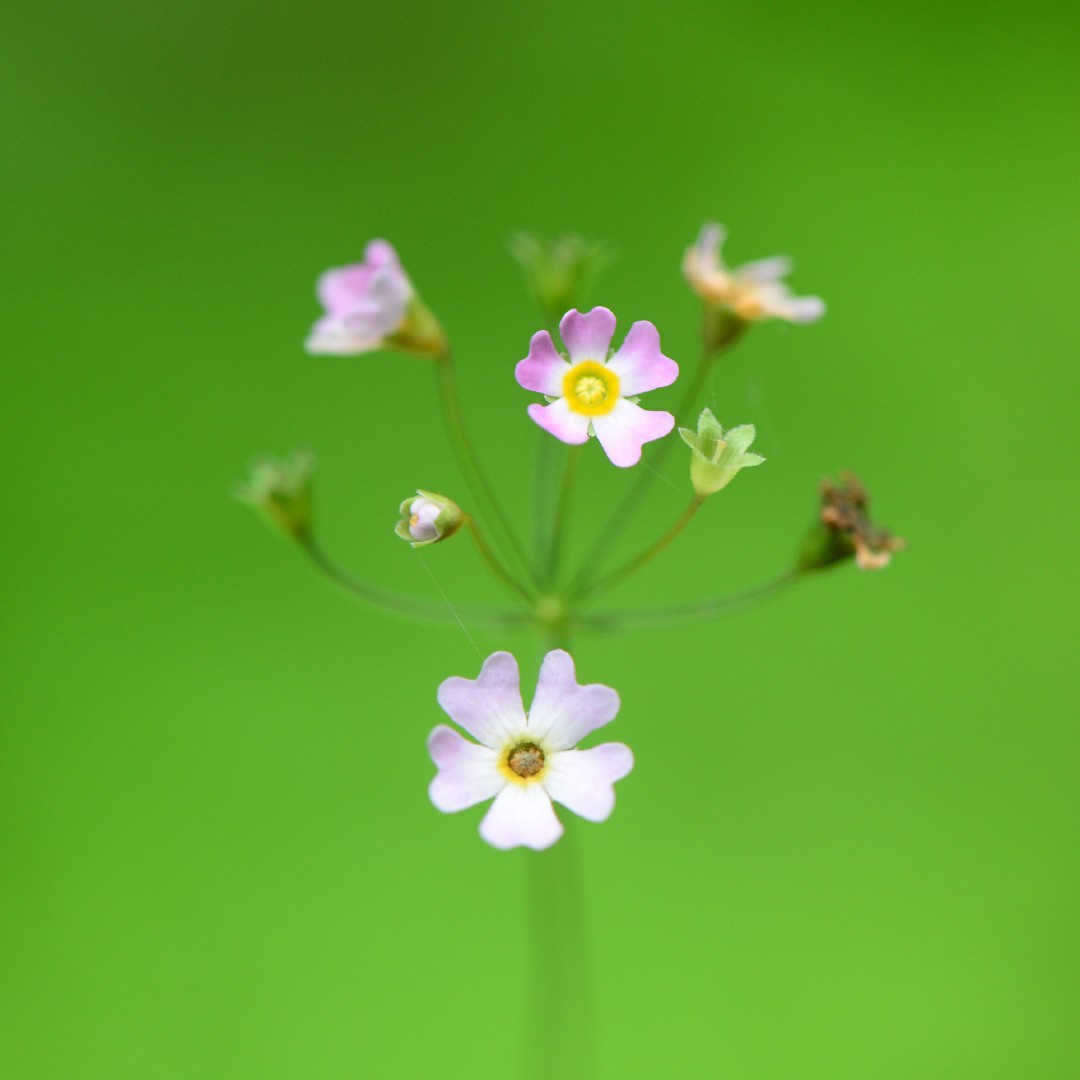 봄맞이꽃속 (Androsace) - PictureThis