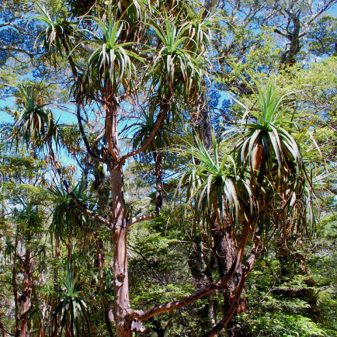 Dracophyllum traversii - PictureThis