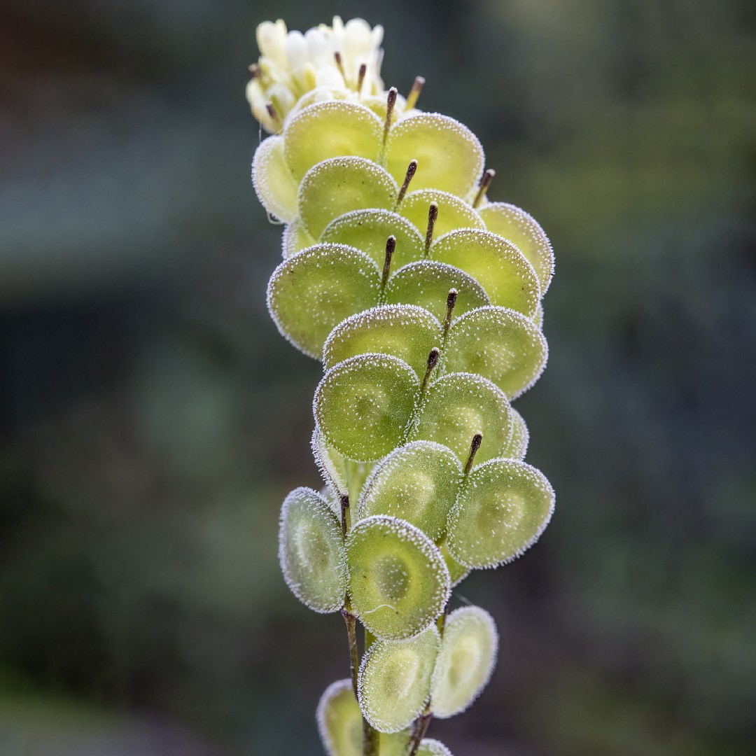 Mediterranean buckler-mustard (Biscutella didyma) Flower, Leaf, Care ...