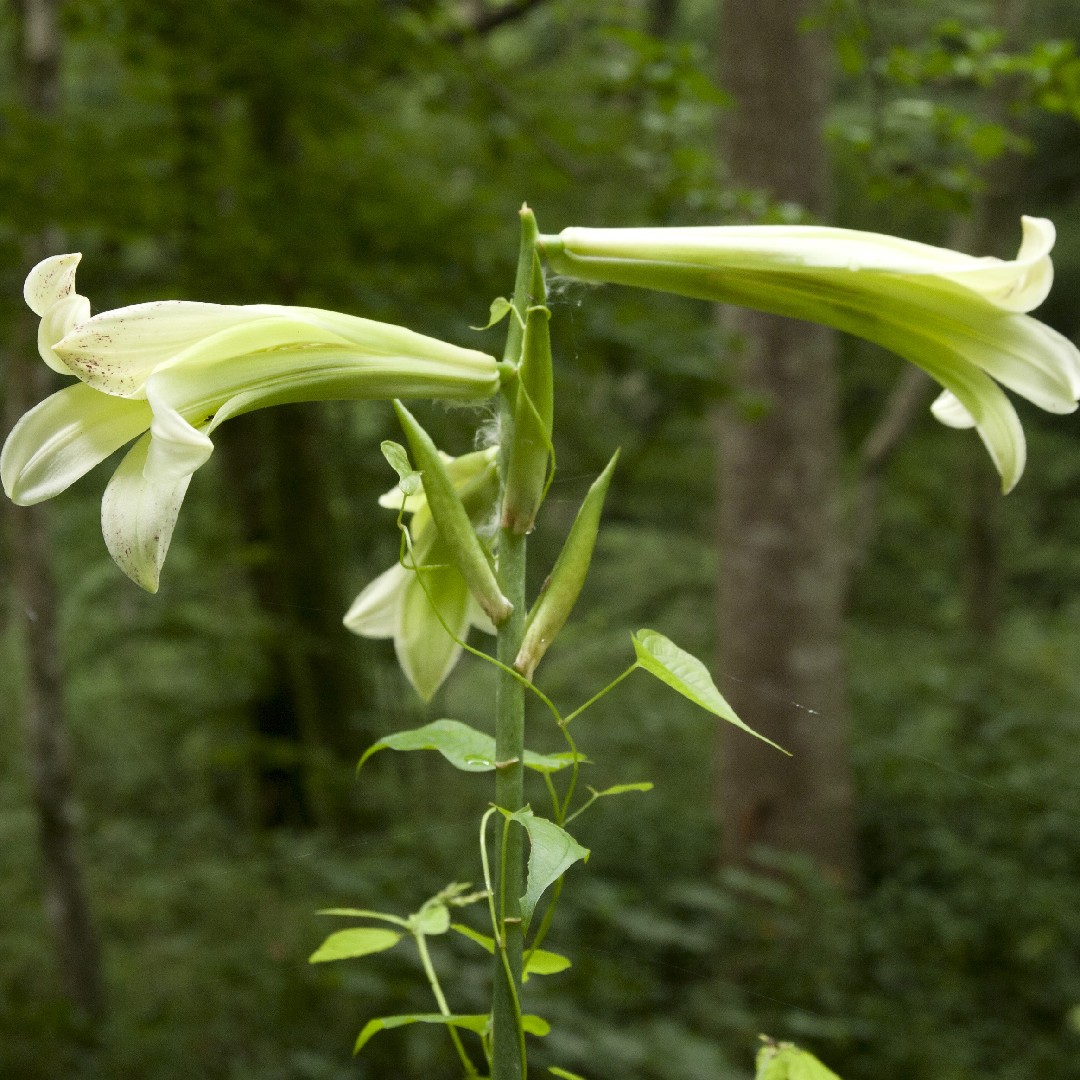 Giant lilies Care (Watering, Fertilize, Pruning, Propagation) - PictureThis