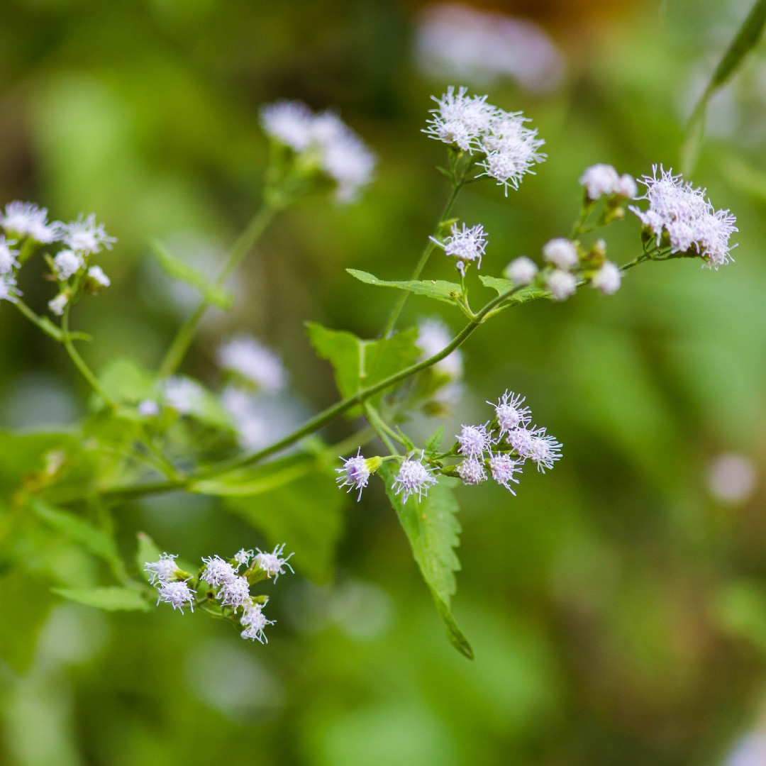 Fleischmannia incarnata - PictureThis